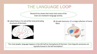 Languages and the brain.pptx