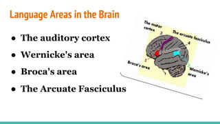 Brain, Biology and Behavior | PPT