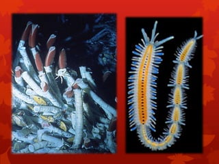 Člankoviti crvi | PPTX