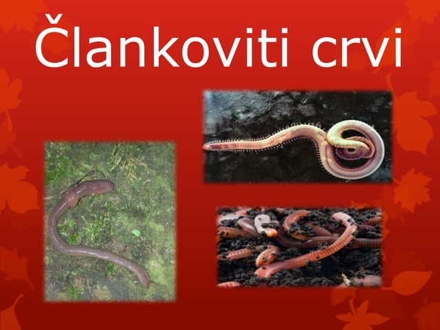 Člankoviti crvi | PPT