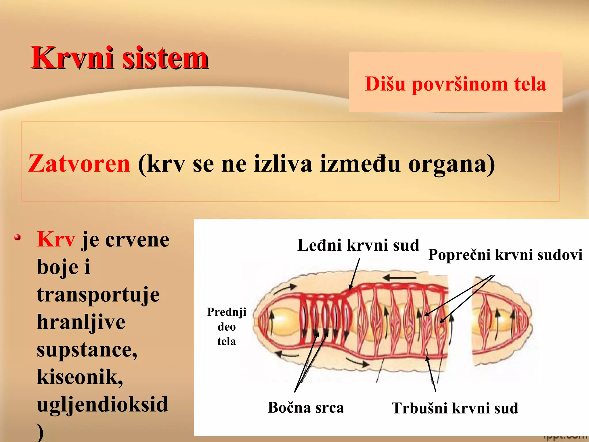 Člankoviti crvi | PPT