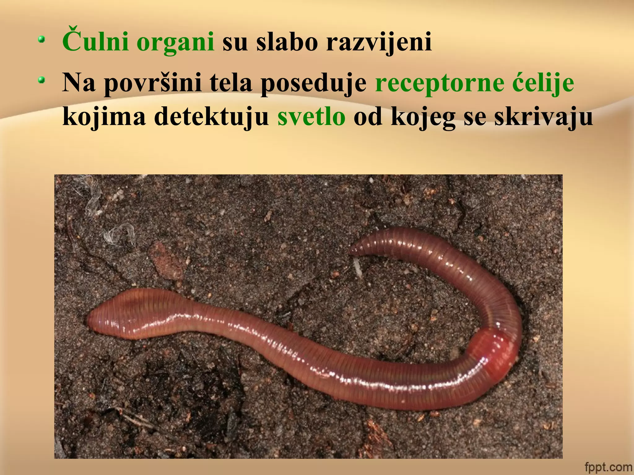 Člankoviti crvi | PPT