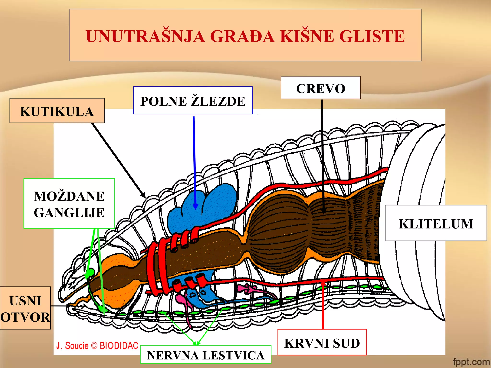 Člankoviti crvi | PPT