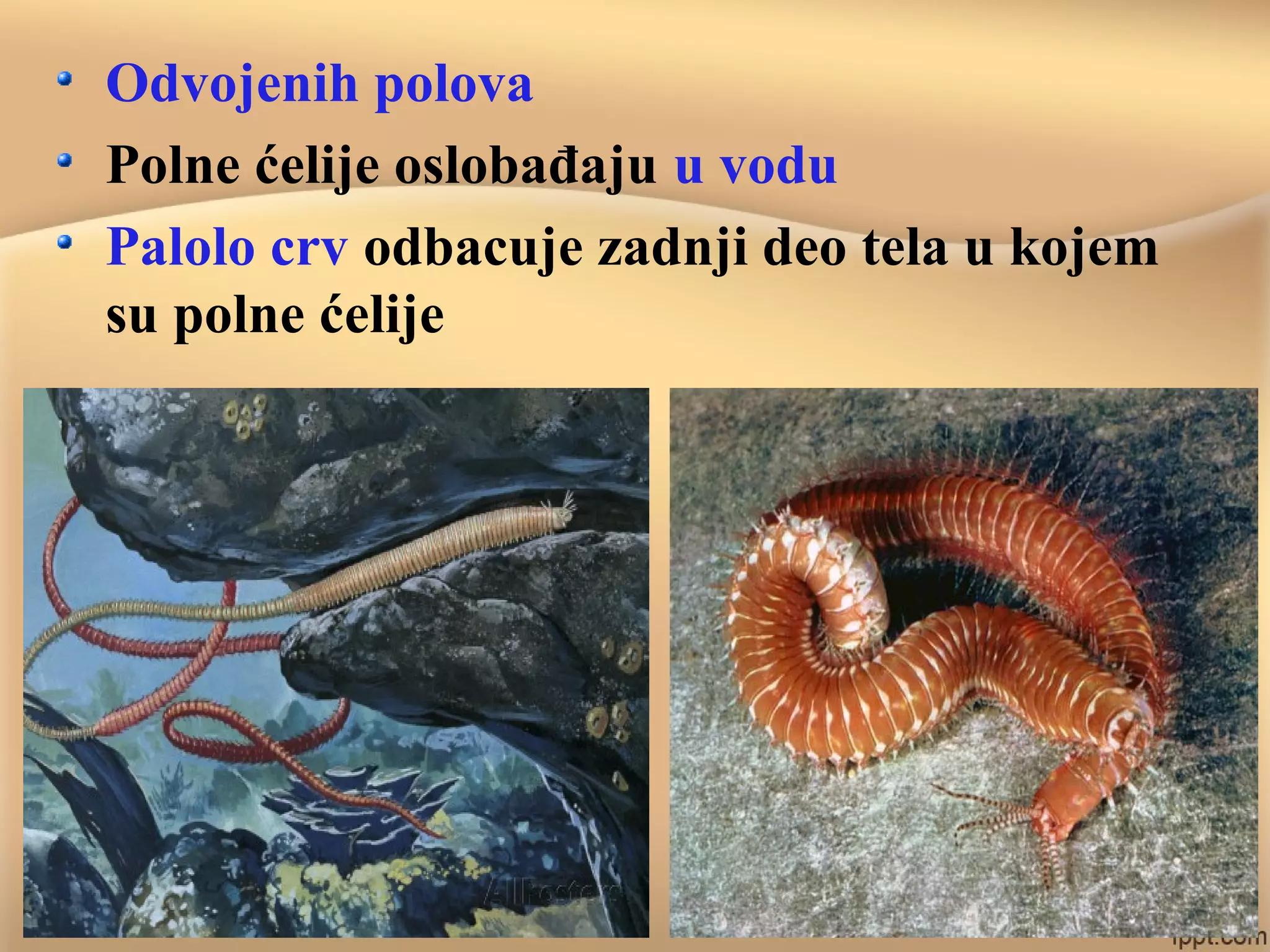 Člankoviti crvi | PPT