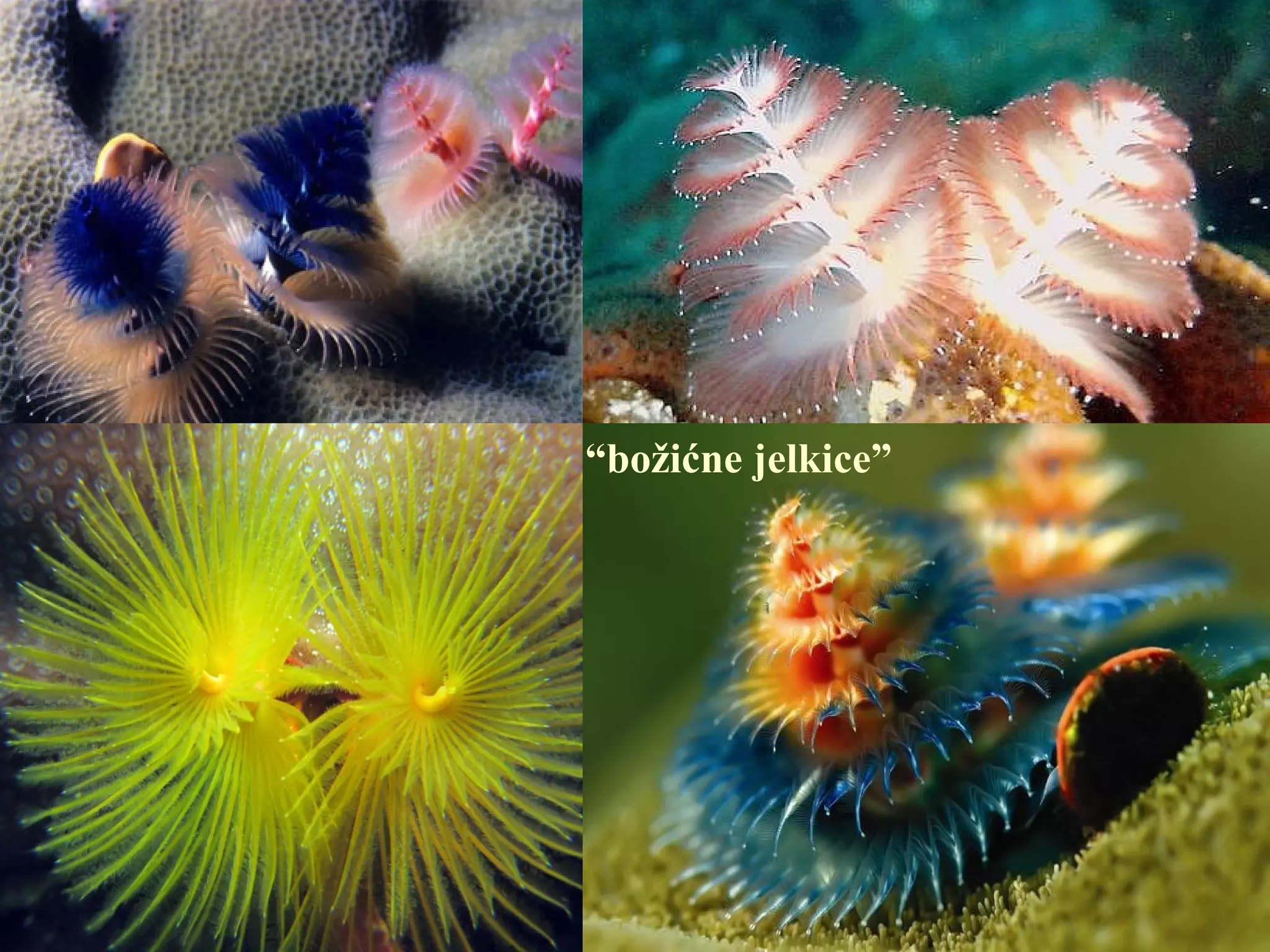 Člankoviti crvi | PPT