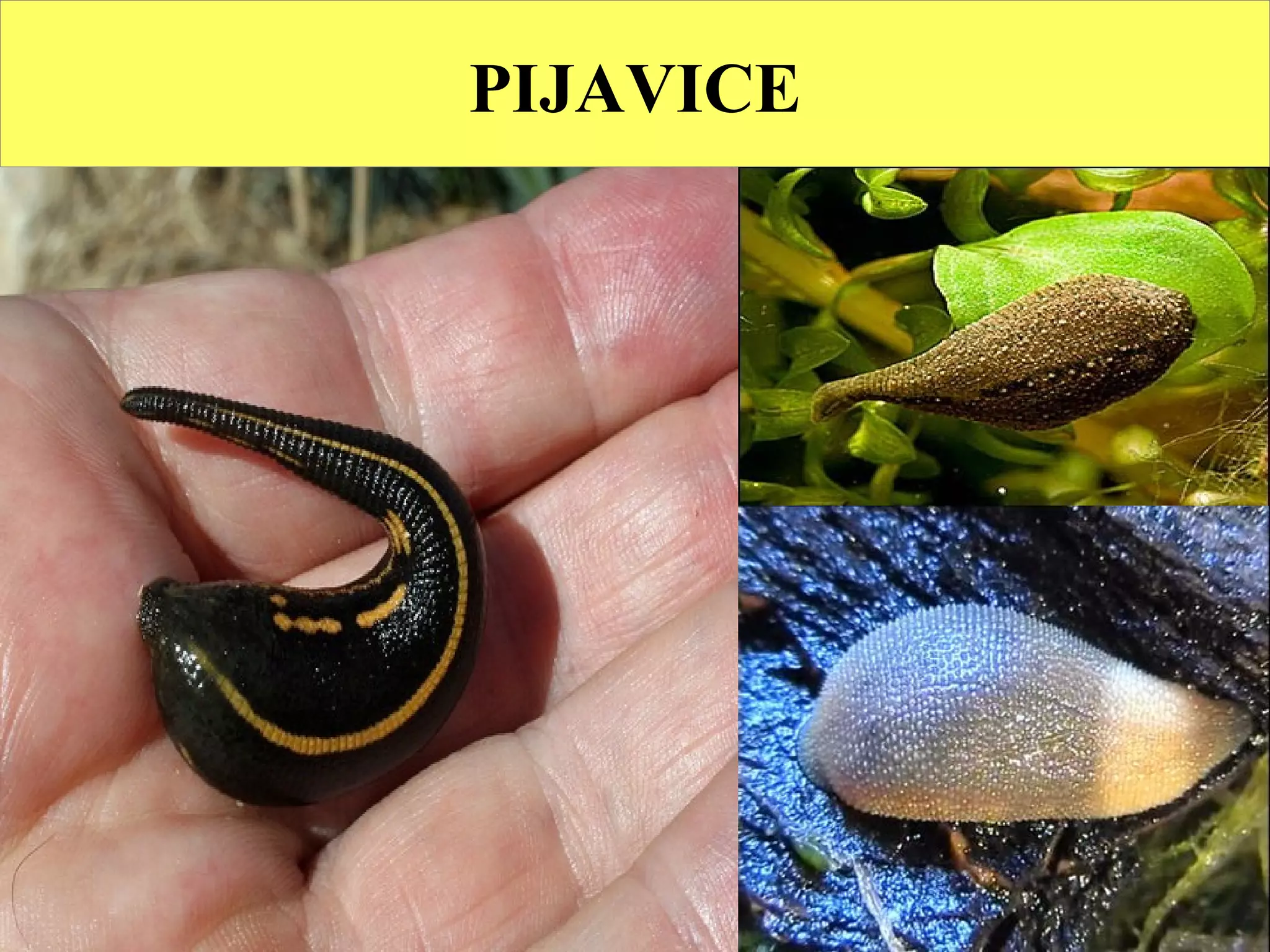Člankoviti crvi | PPT