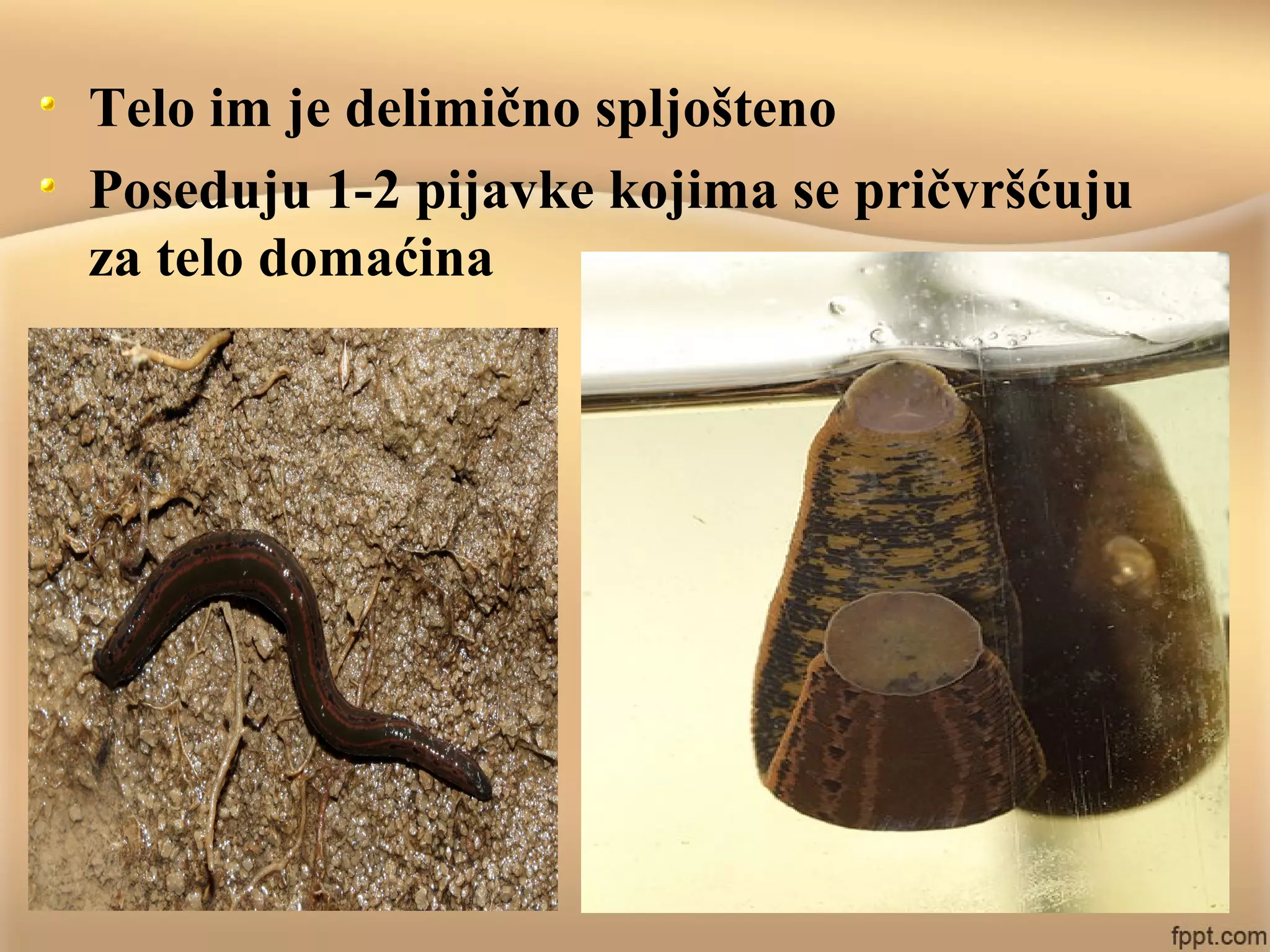 Člankoviti crvi | PPT