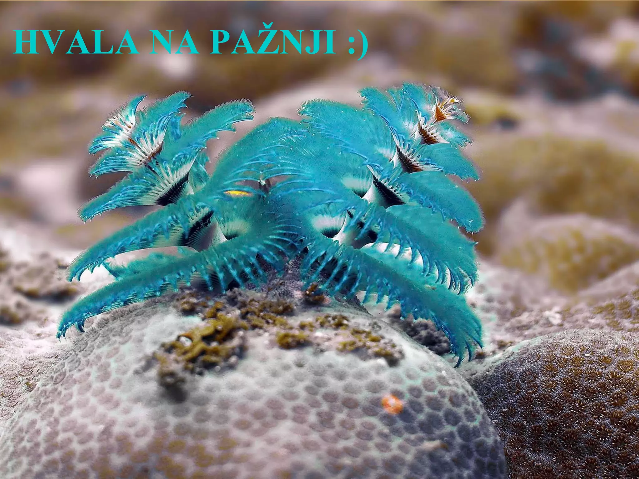 Člankoviti crvi | PPT