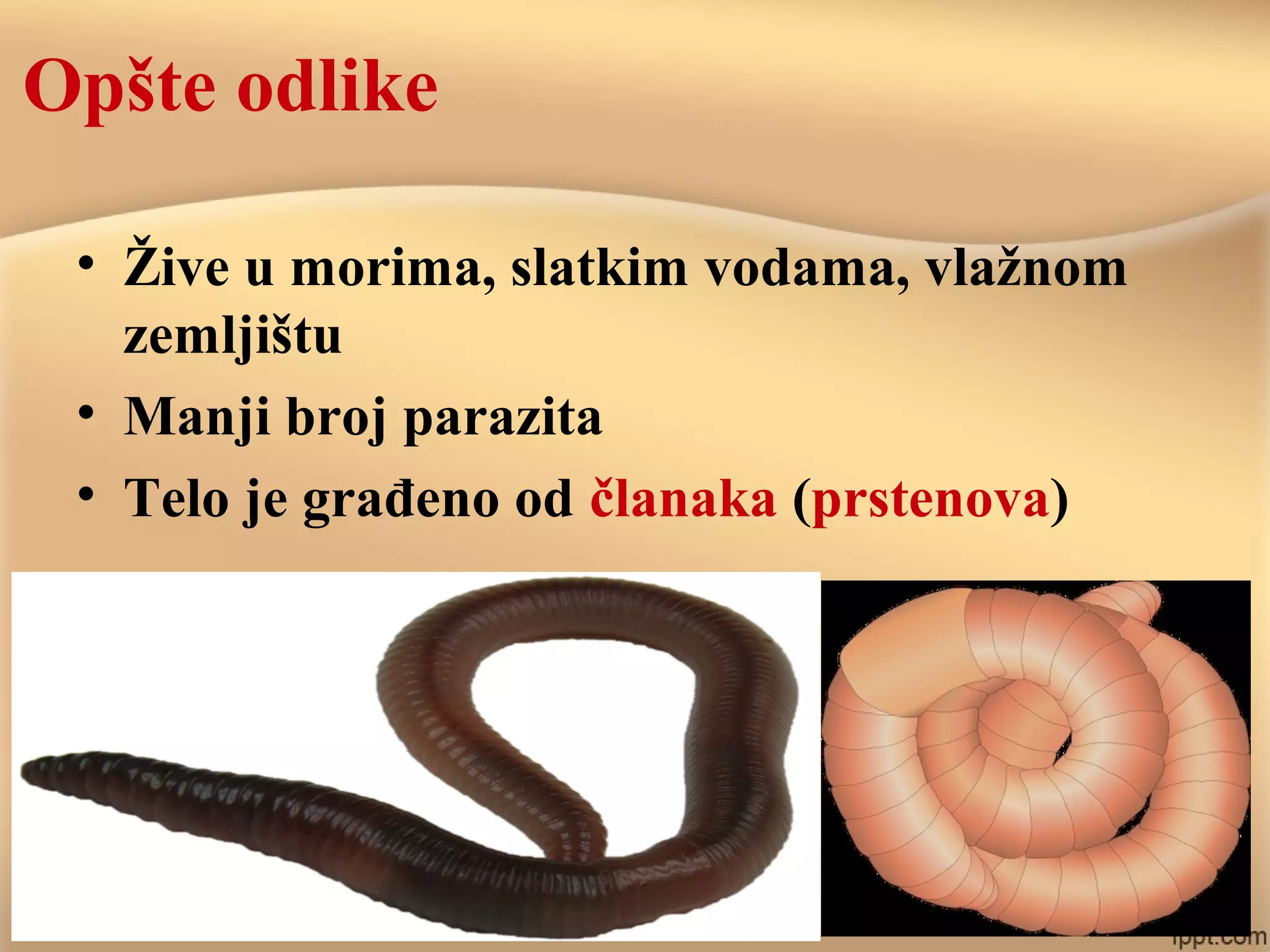 Člankoviti crvi | PPT