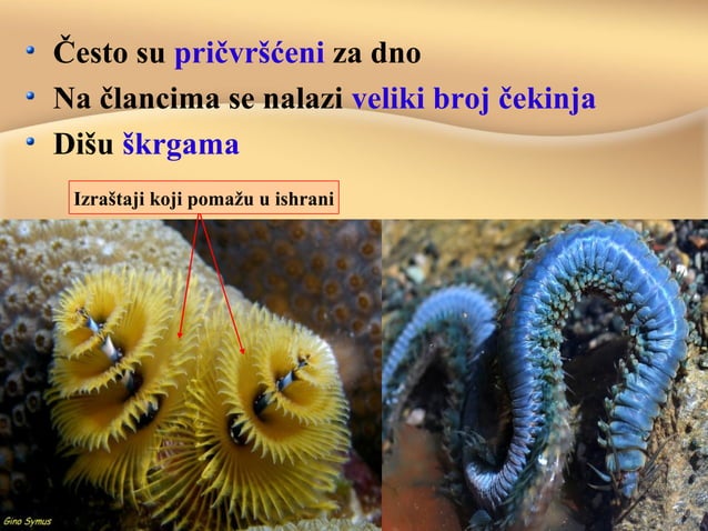 Člankoviti crvi | PPT
