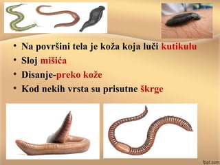 Člankoviti crvi | PPT