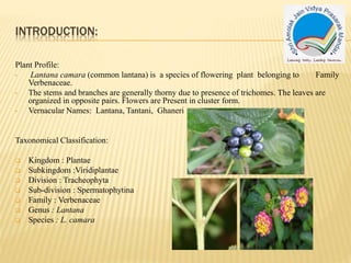 Lantana camara final ppt.pptx