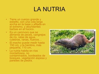 La Nutria | PPT