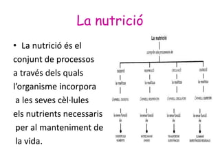 La nutrició | PPT