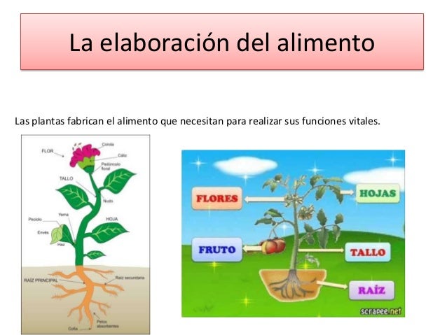La nutrición de las plantas