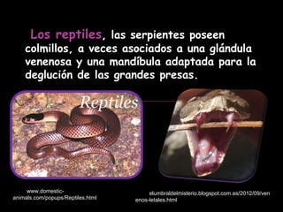 La nutrición de los animales, 2ºE Pablo Serrano | PPTX | Biological ...