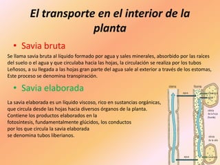 La nutrición en las plantas | PPTX