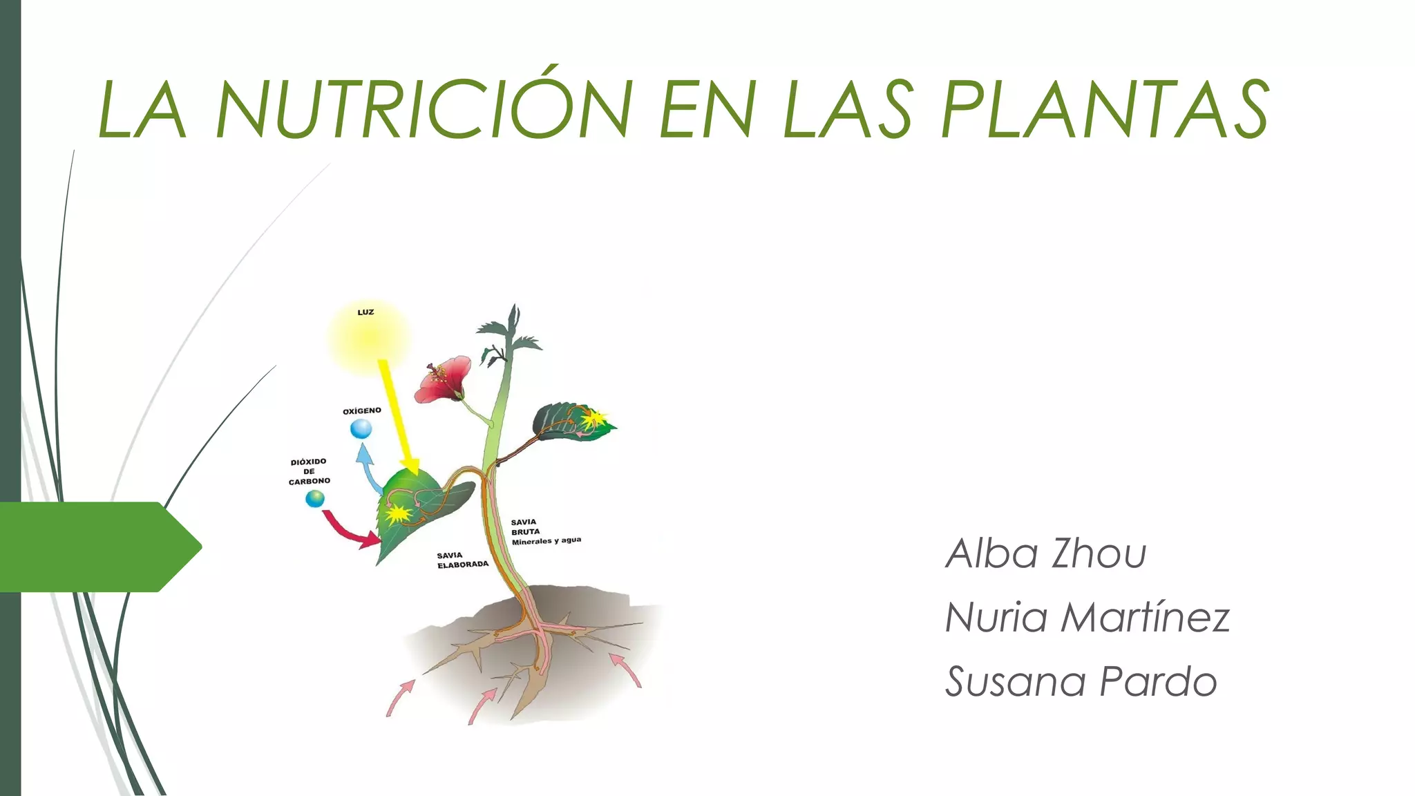 La Nutrición En Las Plantas Ppt