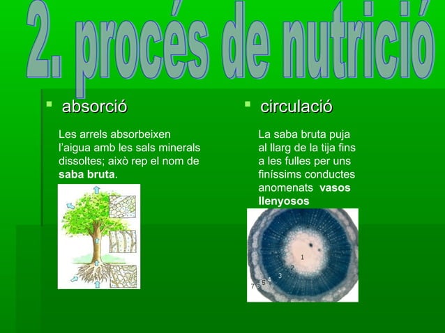 La nutricio de les plantes diego | PPT