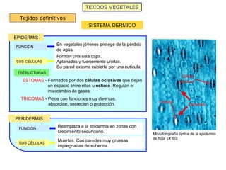 La Organización Pluricelular 2008 9 | PPT