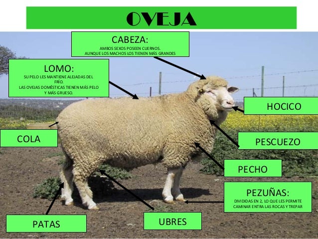 La oveja