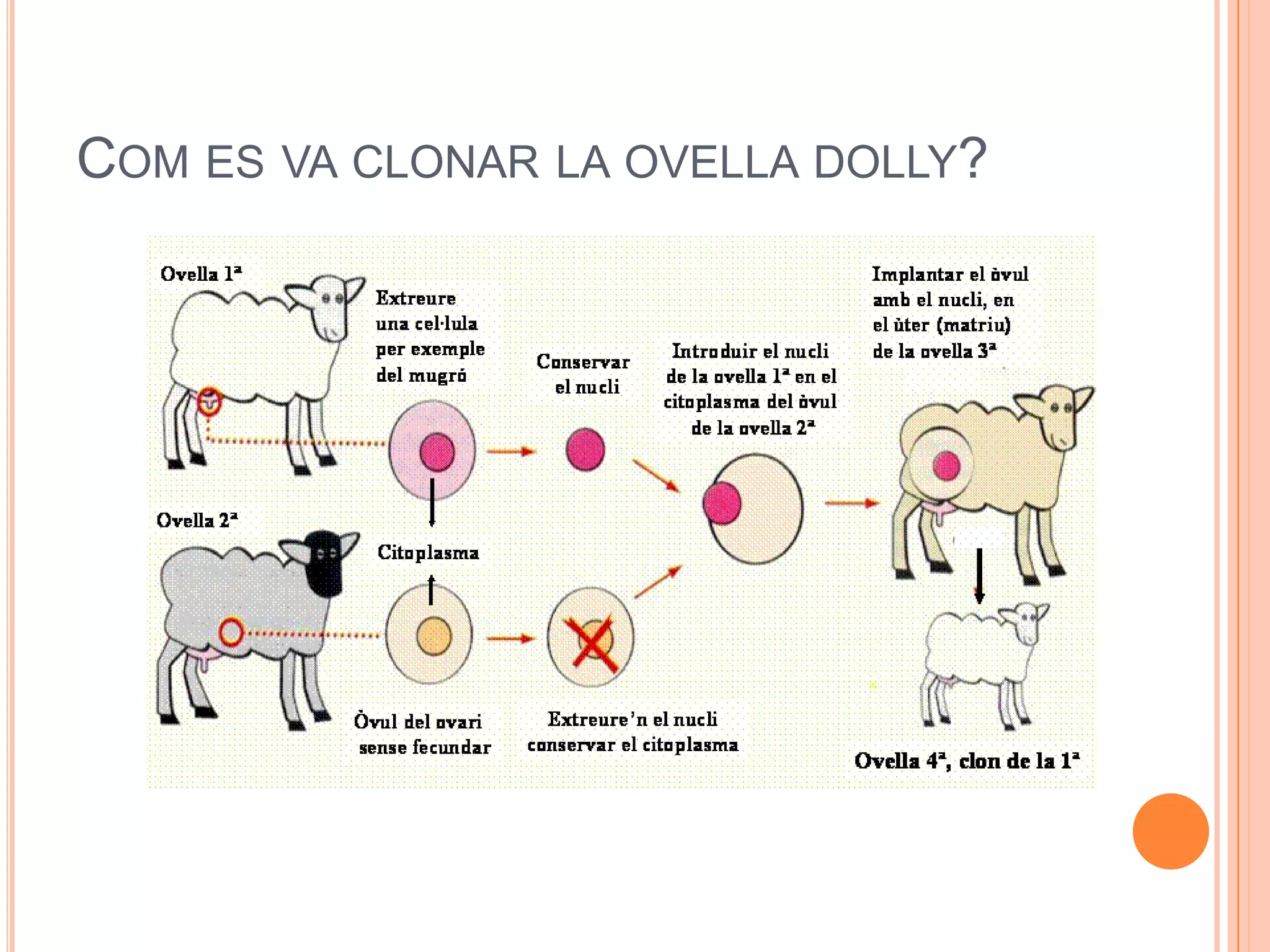 La ovella dolly | PPT