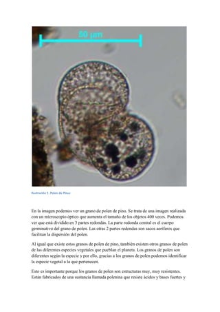 La palinologia | DOCX