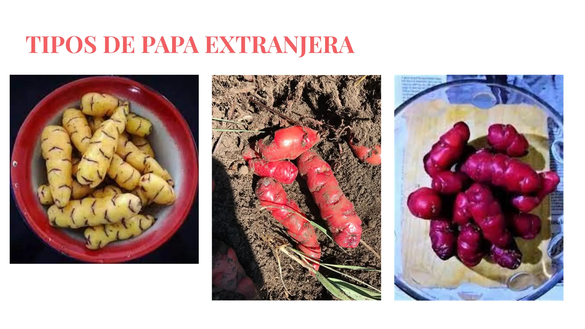 CULTIVO Y USO GASTRONOMICO DE LA PAPA EXTRANJERA | PPT