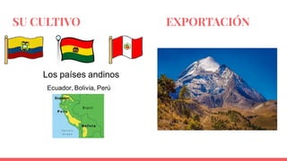 CULTIVO Y USO GASTRONOMICO DE LA PAPA EXTRANJERA | PDF