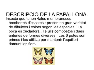 La papallona | PPT