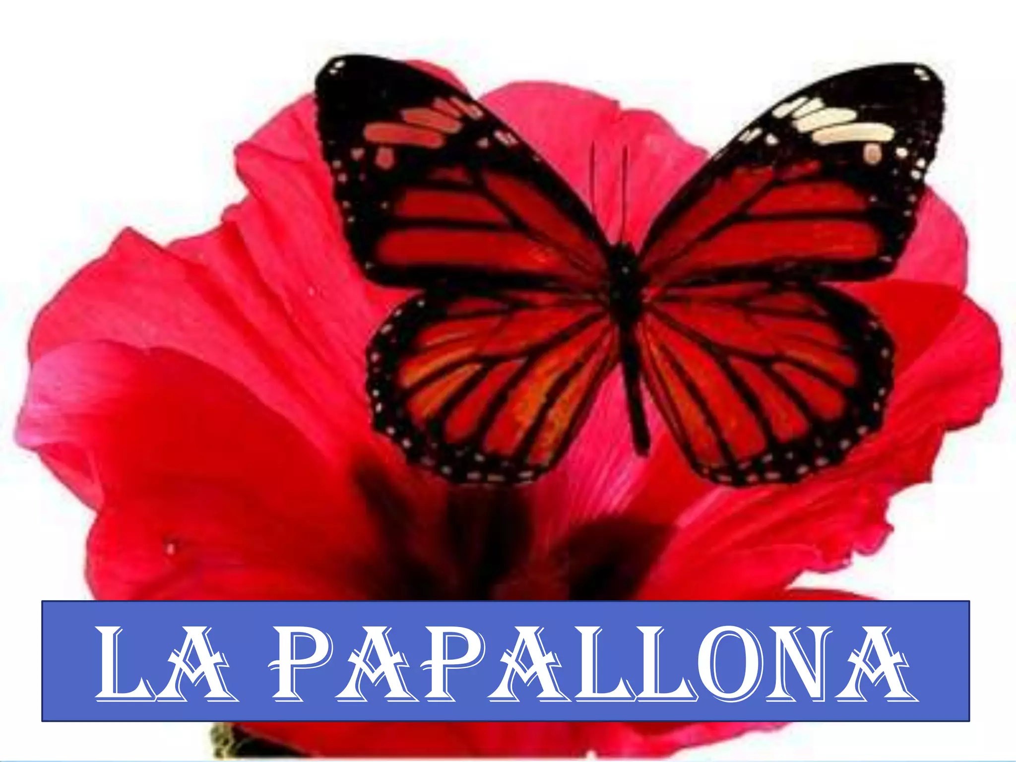 La papallona | PPT