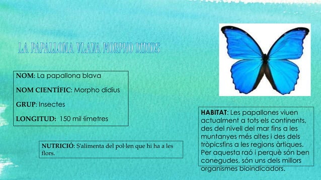 La papallona vlava morpho didius | PPTX