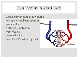 L'aparell circulatori | PPTX