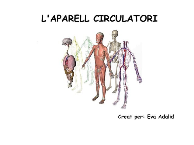 L'aparell circulatori | PDF