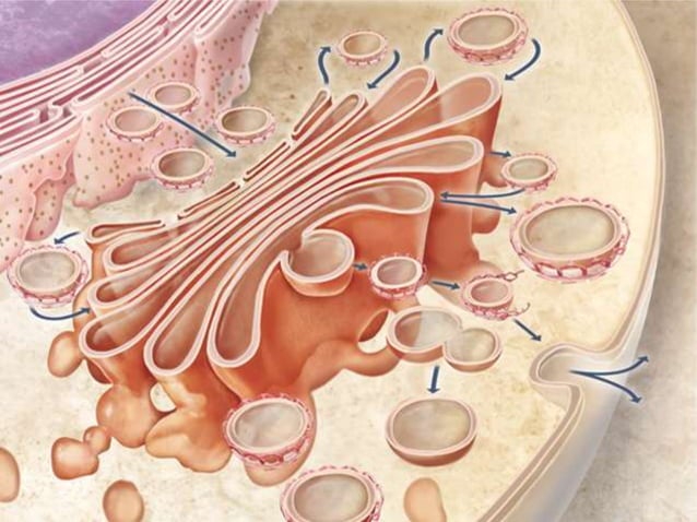 L'aparell de golgi | PPTX