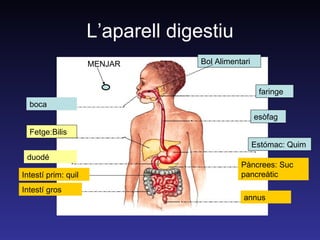 L’Aparell Digestiu | PPT