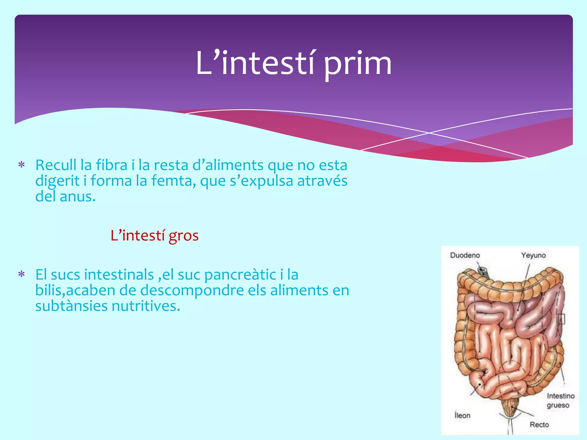L’aparell digestiu | PPTX
