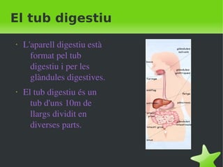 L'Aparell Digestiu | PPT