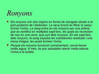 L'aparell excretor | PPT