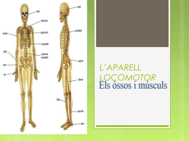 L’aparell locomotor | PPT
