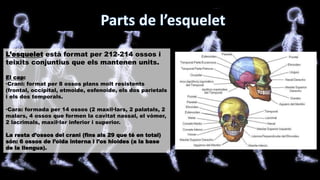 L’aparell locomotor | PPTX