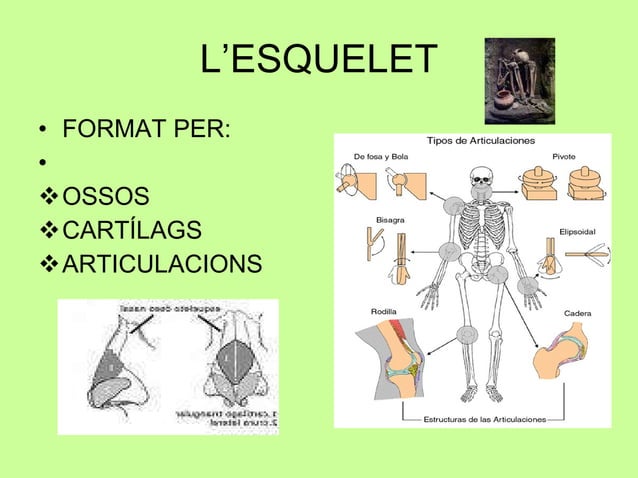 L’Aparell Locomotor P. Point Esquelet | PPT