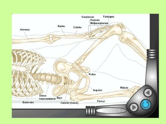 L Aparell Locomotor P Point Esquelet Ppt