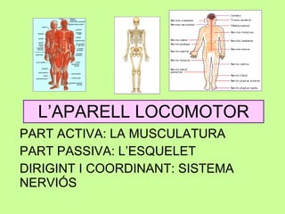 L’aparell locomotor p. point esquelet | PPT