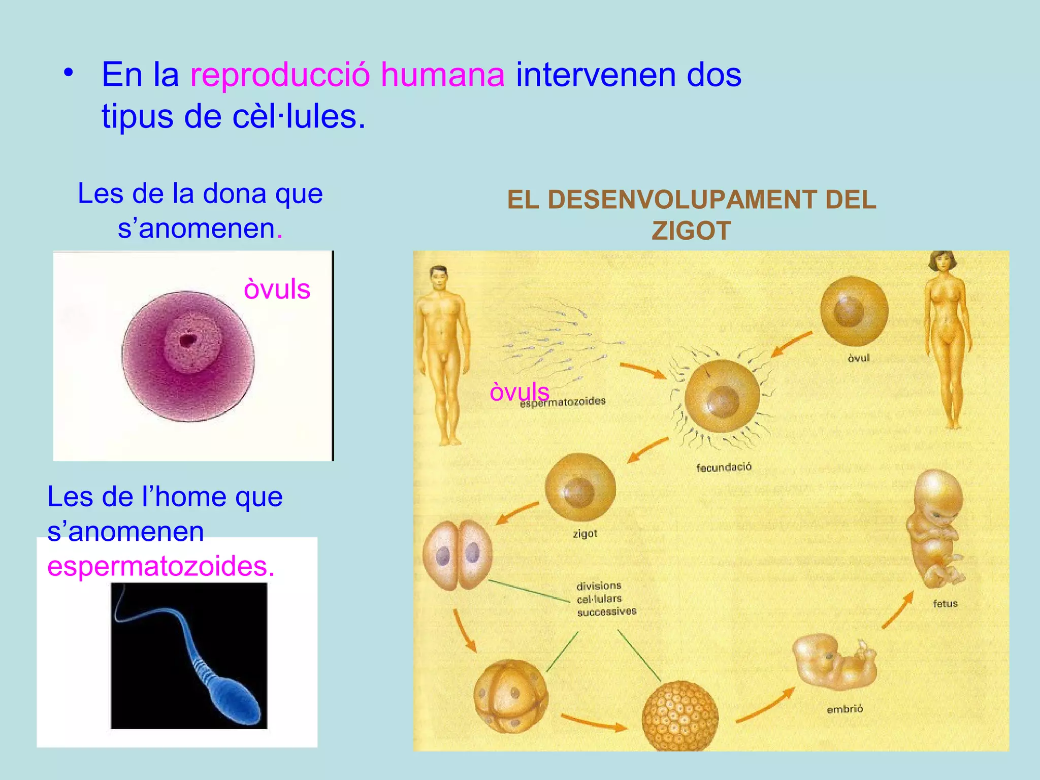 L'aparell reproductor dels éssers humans | PPS