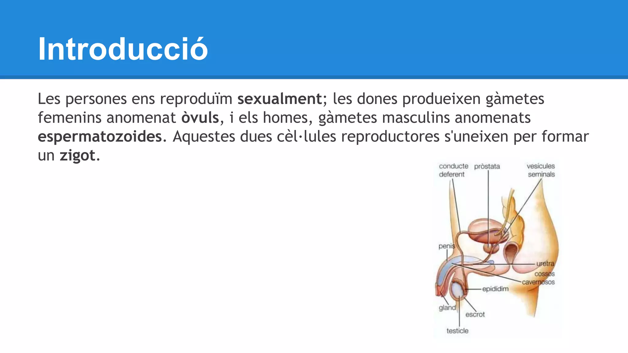 L’aparell reproductor masculí | PPTX