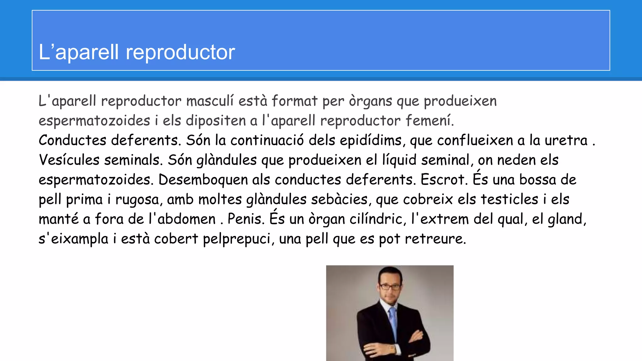 L’aparell reproductor masculí | PPTX