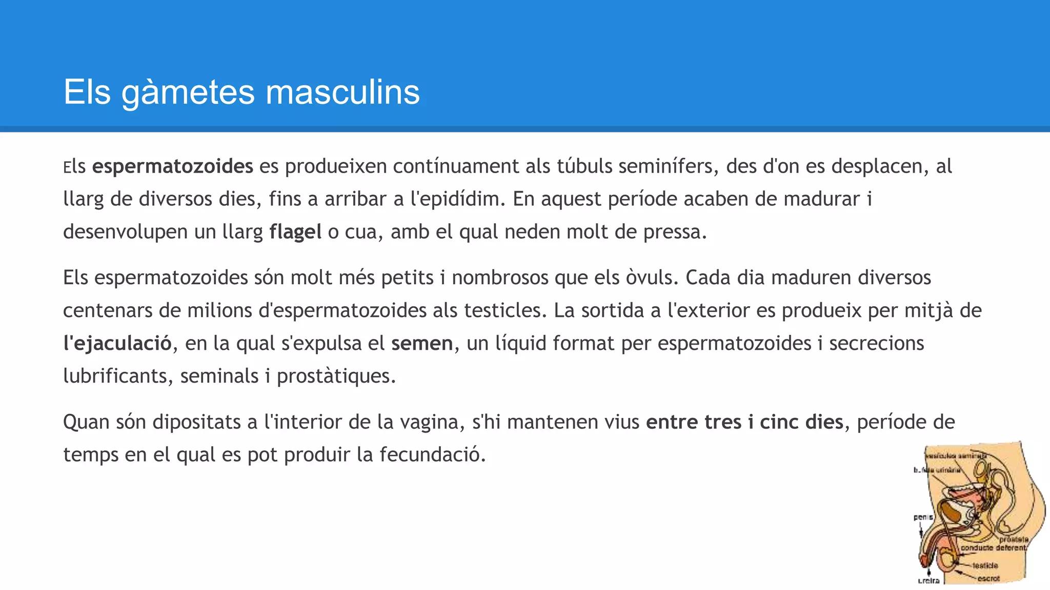 L’aparell reproductor masculí | PPTX