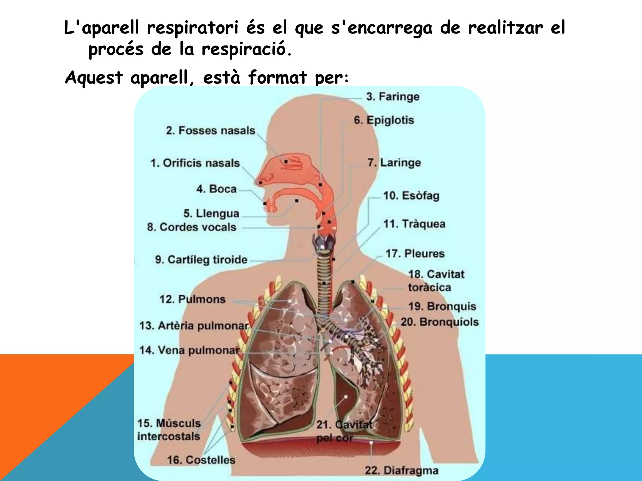L'aparell respiratori | PPTX