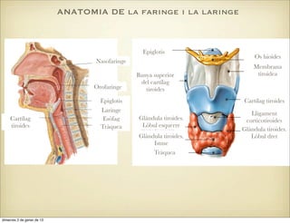 L'aparell respiratori | PDF